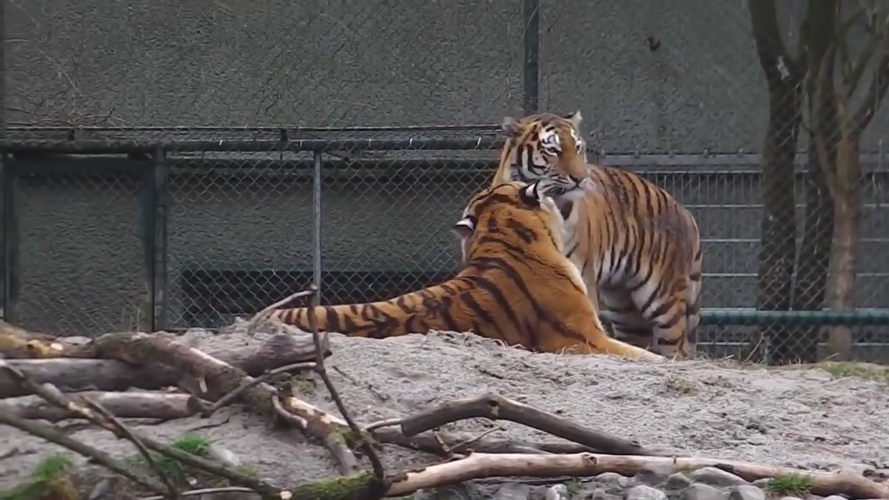Life with animals National Geographic Tiger Mating Period - YouTube