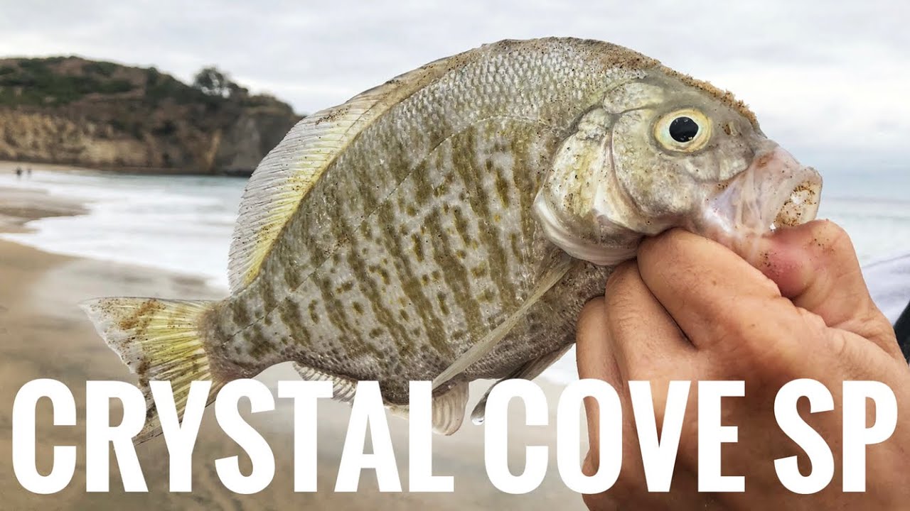 Surf Fishing Crystal Cove State Park | FIRST SURF BARRED PERCH - YouTube