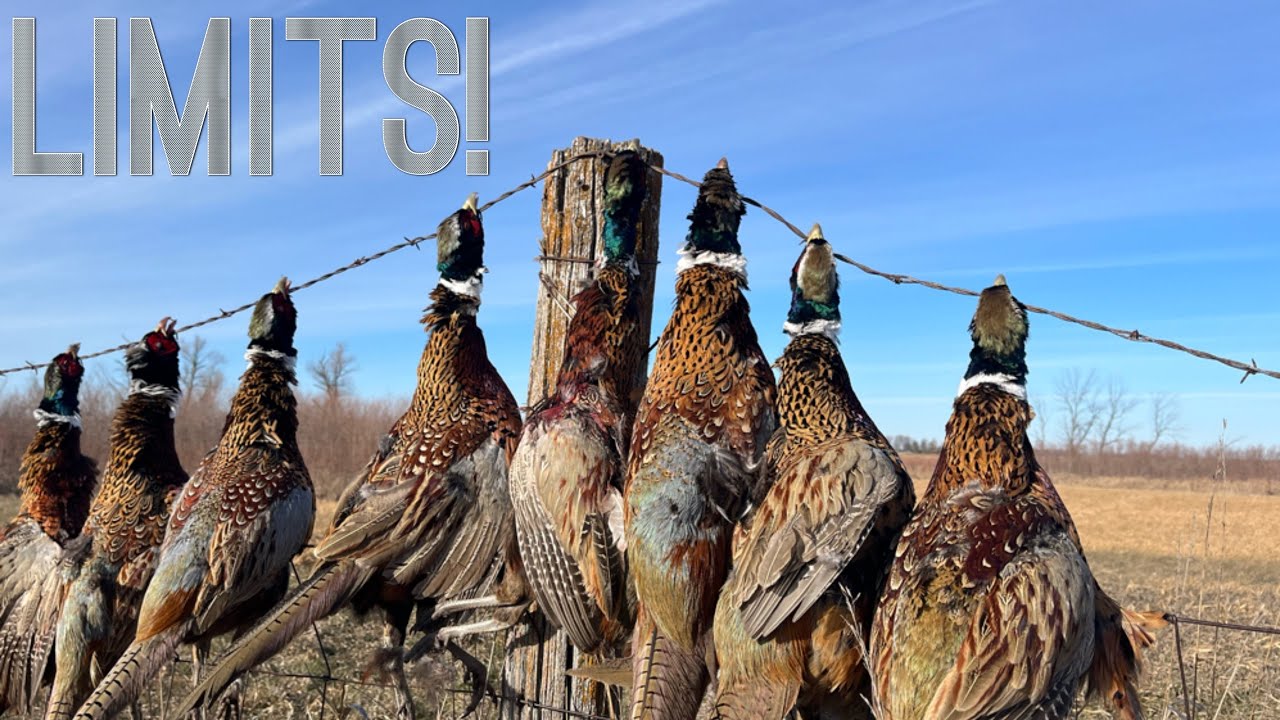Quick Minnesota Pheasant hunt (4 man limit at close range) - YouTube