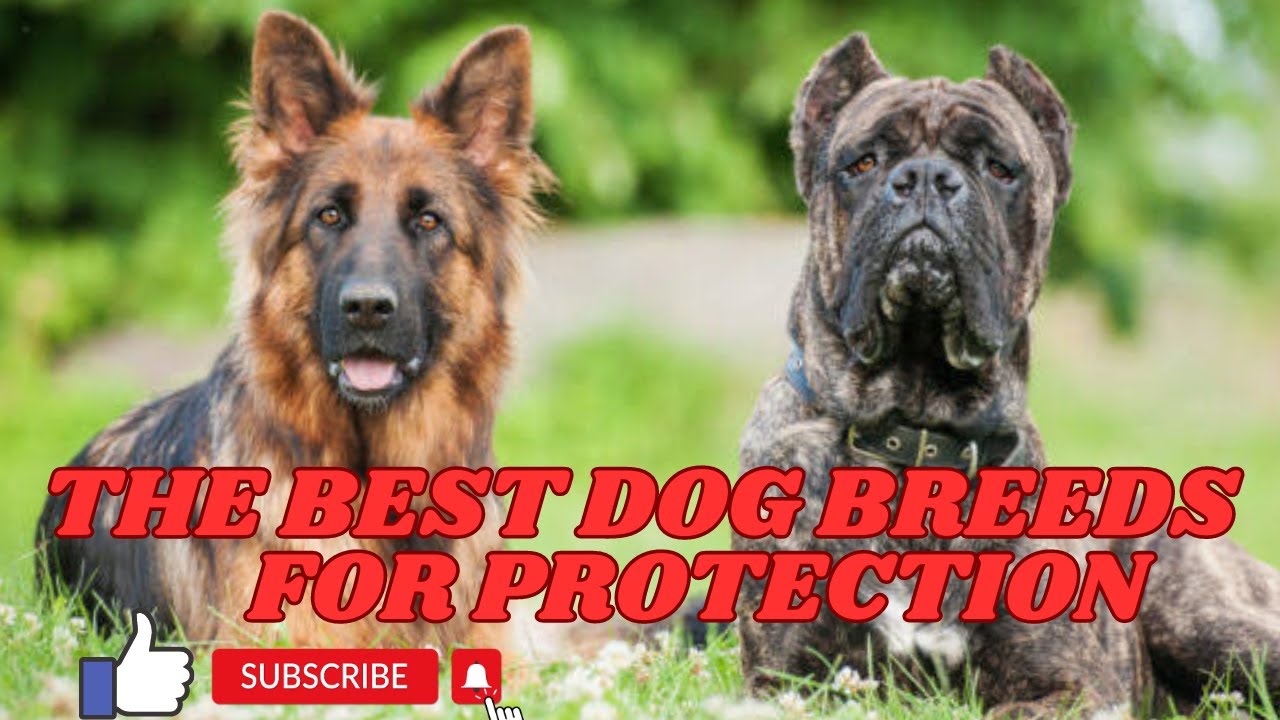 The Top Most Protective Dog Breeds - YouTube