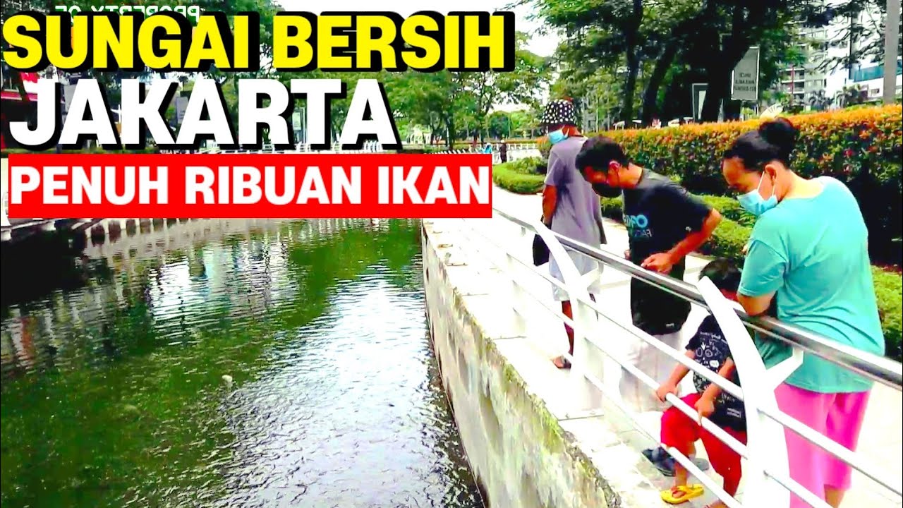 Sungai Bersih Jakarta Dipenuhi Ribuan Ikan-Taman Rasuna Epicentrum Jadi ...