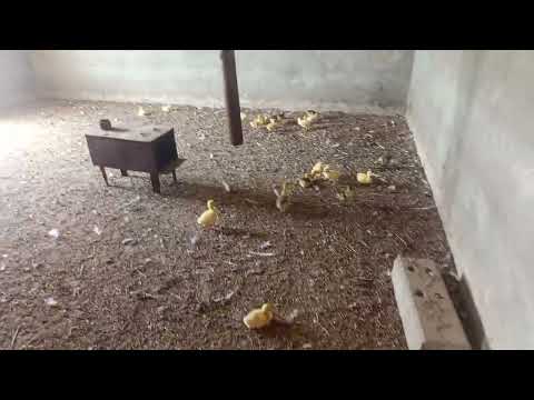 Linda və kuban qaz balaları 0507438731