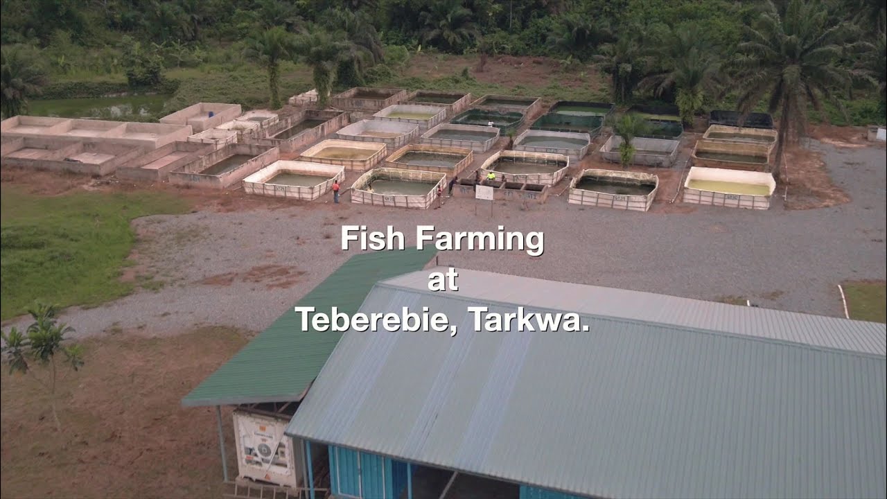 Fish Farming at Teberebie, Tarkwa - YouTube