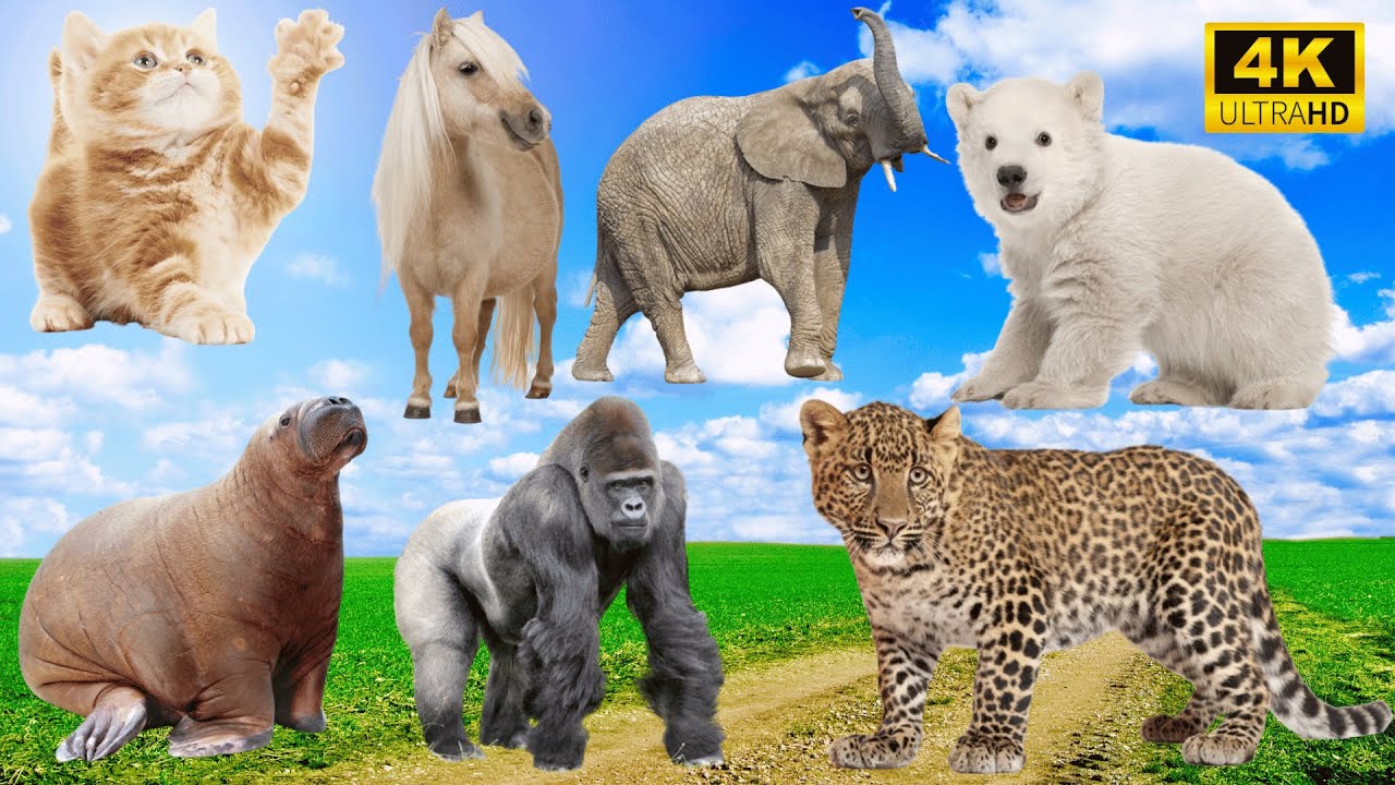 Wild & Farm Animals in Harmony: Cat, Horse, Elephant, Bear, Seal ...