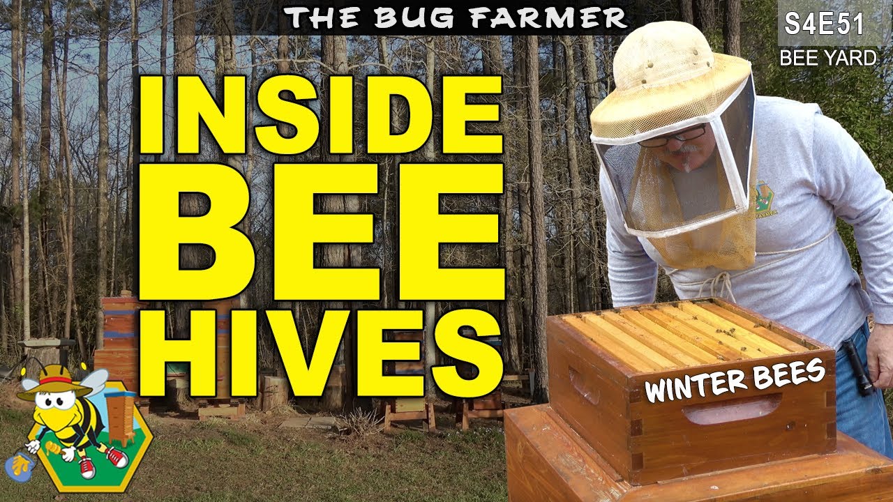 Winter Queen Hunt | Checking Bee Barns for health and stores. #beekeeping #insects - YouTube