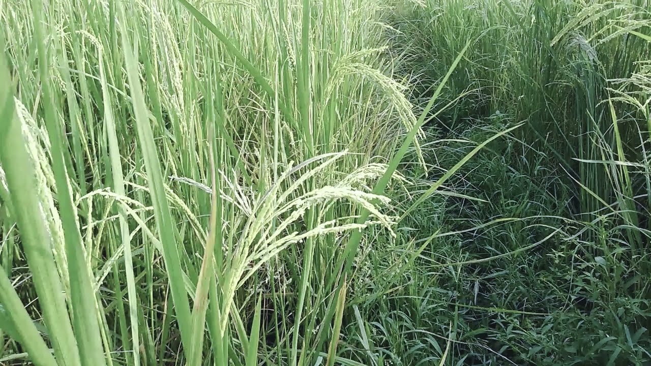 #BASMATI Rice , How Raw Basmati Paddy Field actual Look at West Bengal ...