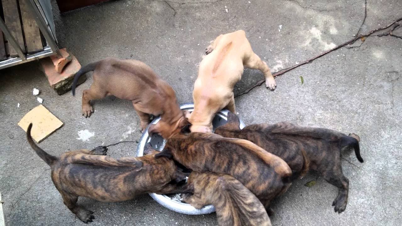 The Phu Quoc Dog Vietnam's National Breed - YouTube