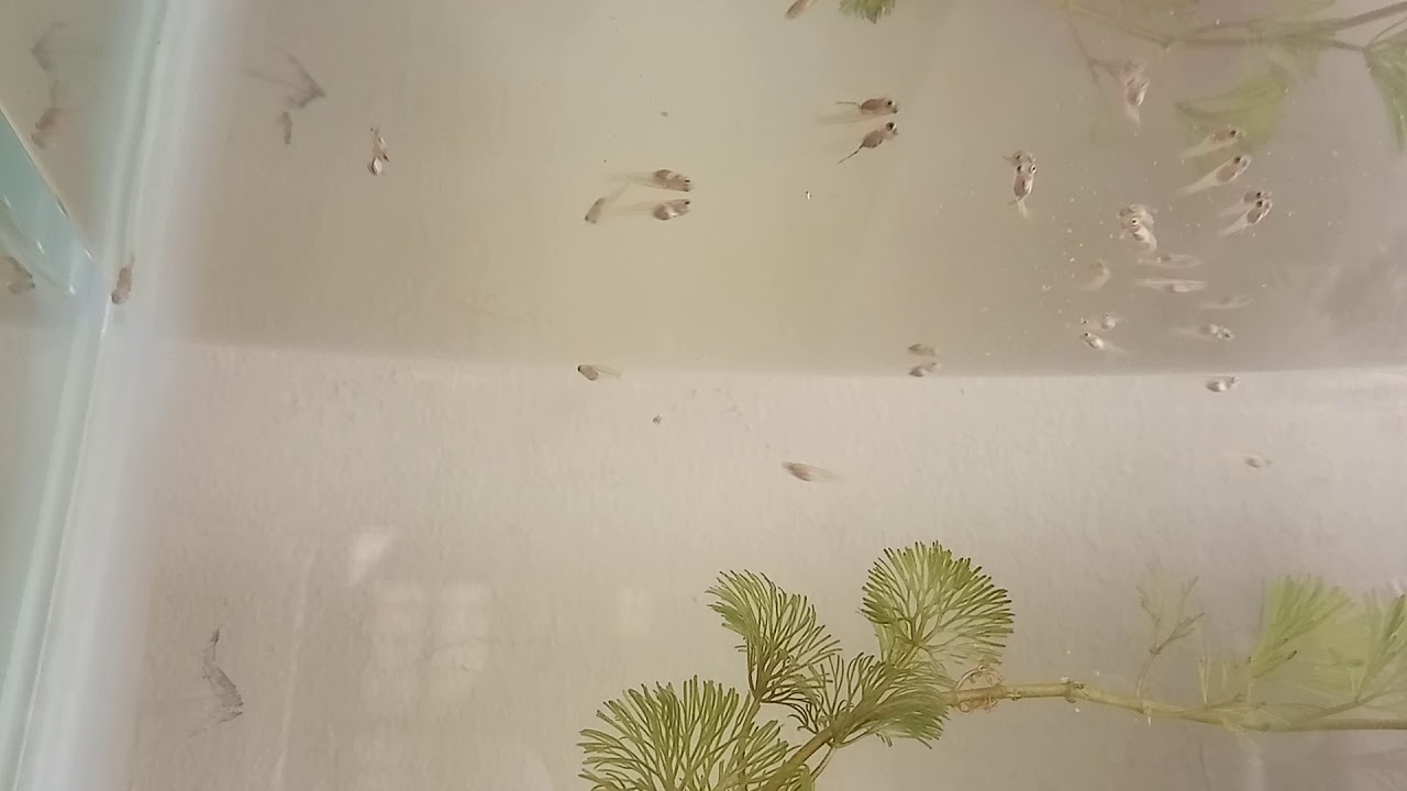 Baby Fish | Guppy Fry | Tiny Fishes | Home care Baby Fishes - YouTube