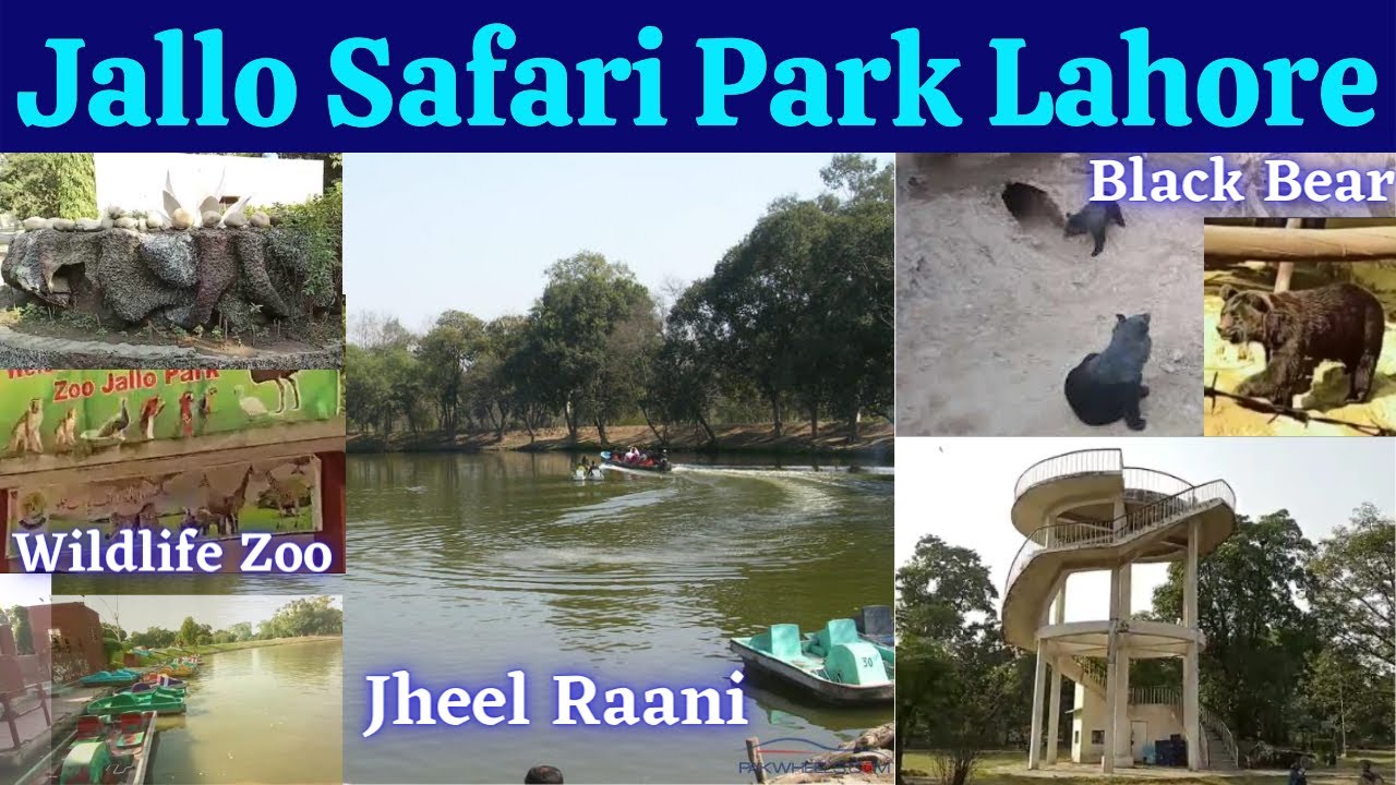 Jallo Safari Park Lahore Wildlife Zoo | Jheel & Black Bears #jallopark ...