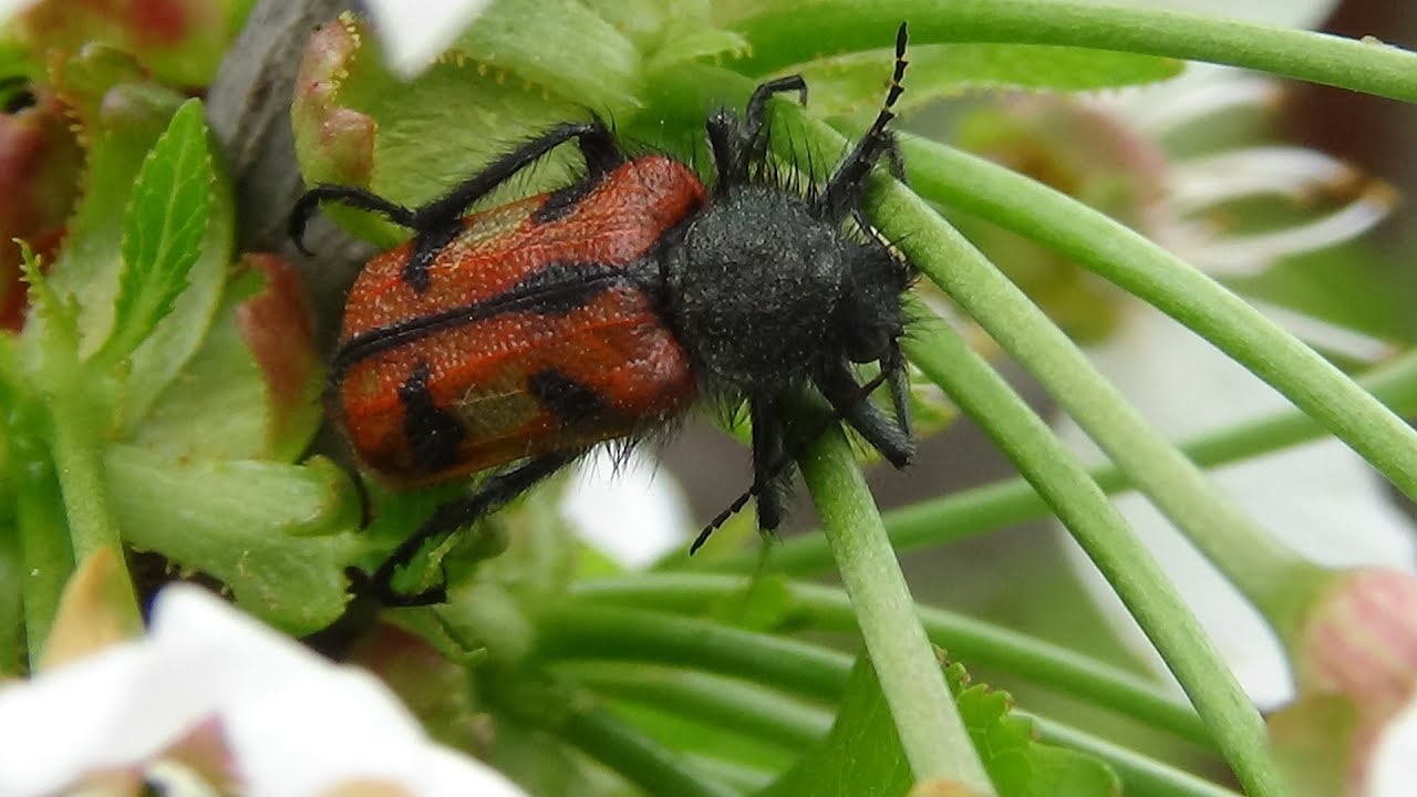 El pololo común. - YouTube