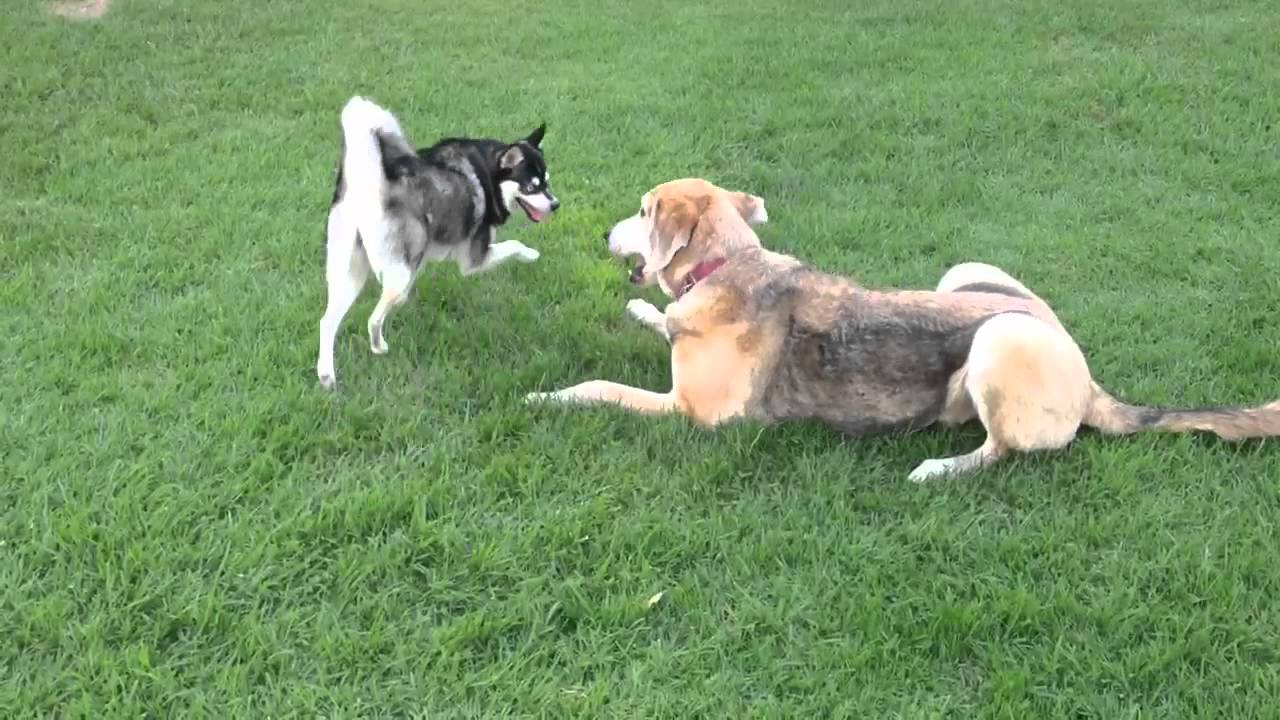 AKK Alaskan Klee Kai Kooper playing at dog park - YouTube
