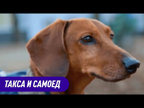 Собаки Породы Такса и Самоед. Особенности Породы и Характер