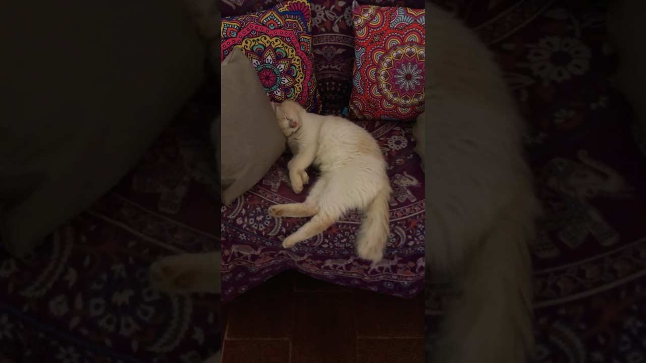 The end 🌙🙏 #cat #cats #animals #love #views #animal #pets #petlover # ...