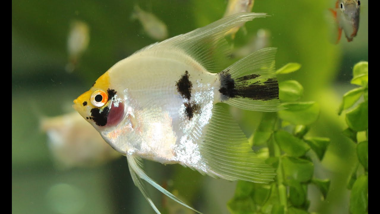 Beautiful Relaxing Music Healing Sounds for Stress Relief 90 Gallon ...