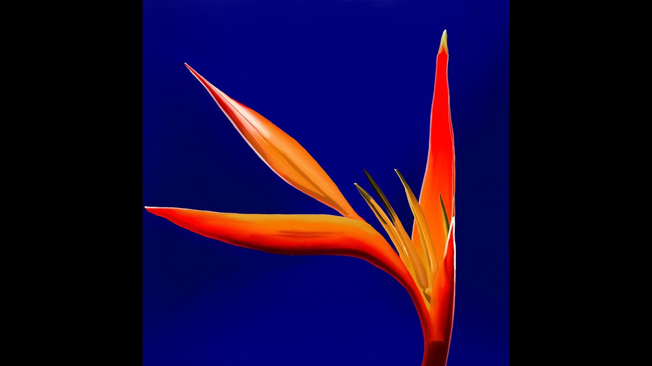 Drawing a flower on iPad using Inspire Pro by Kiwipixel - YouTube