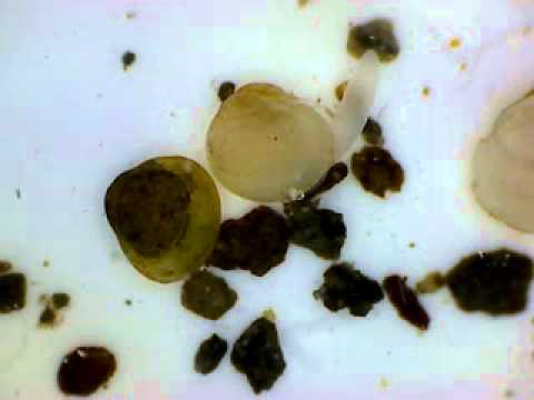 Sphaerium nitidum - YouTube