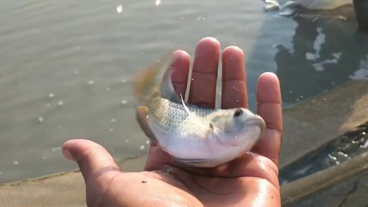 Fish Huntting |Best Net fishing ll Big Fish Hunting With Cast net in ...