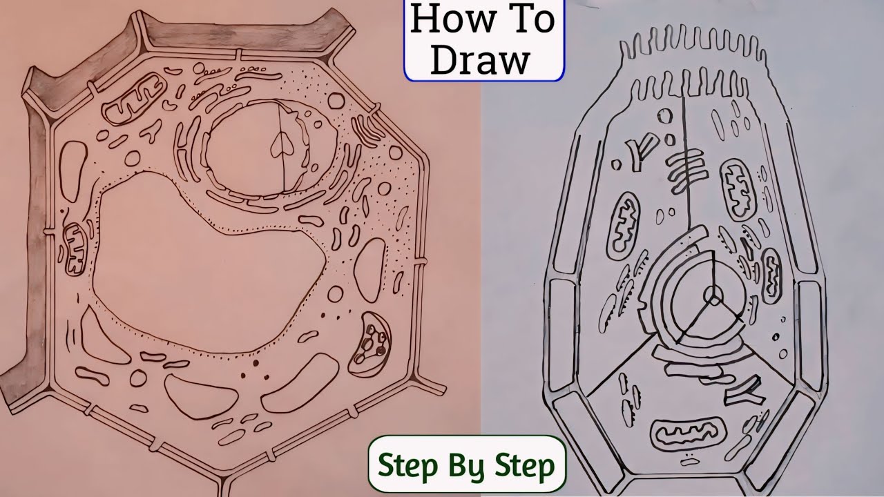 How To Draw Plant Cell & Animal Cell | Padap Koshika aur Jantu Koshika ...