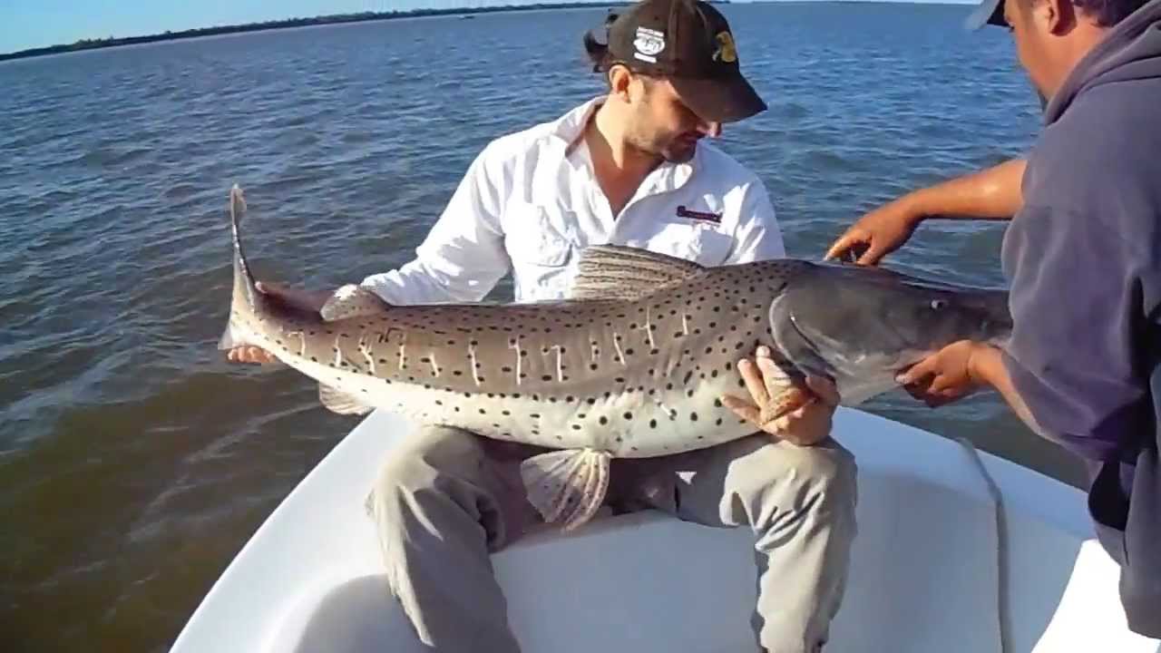 Pesca de Surubí - 15/10/2013 - YouTube