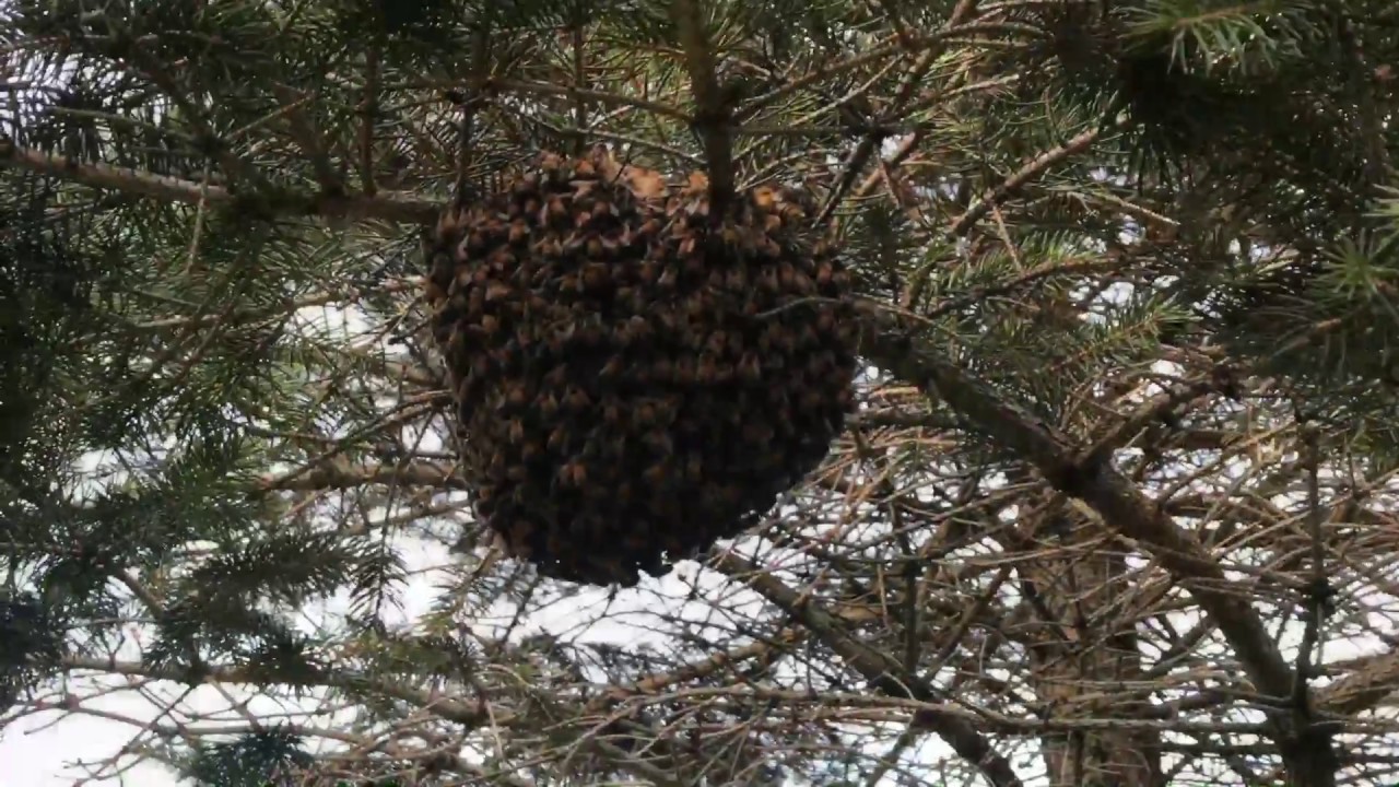 How to catch a swarm of bees quick and easy 4k video - YouTube