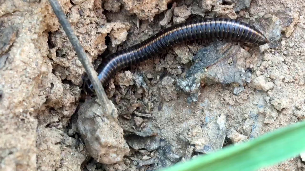 Shumëkëmbëshi - Brachyiulus pusillus ose Ommatoiulus sabulosus - YouTube