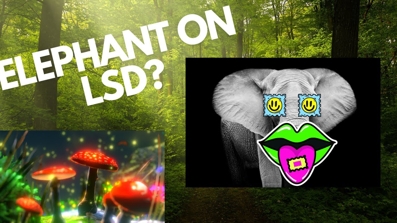 What happens if you give an Elephant LSD? - YouTube