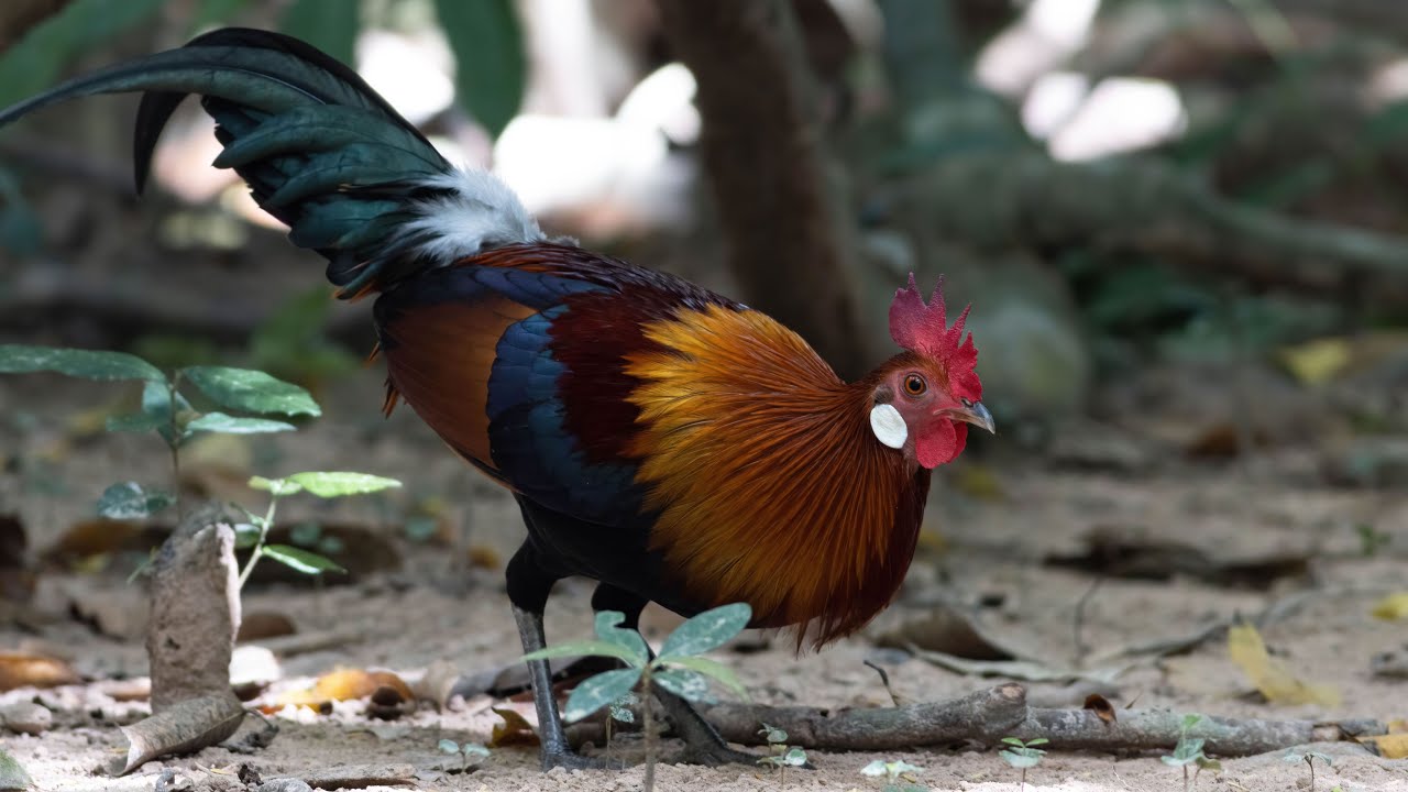 The Handsome Red Jungle Fowl | Male Rooster foraging | Nice colorful ...