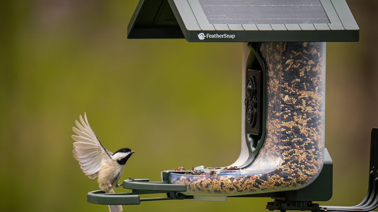 FeatherSnap Scout - Smart Bird Feeder - YouTube