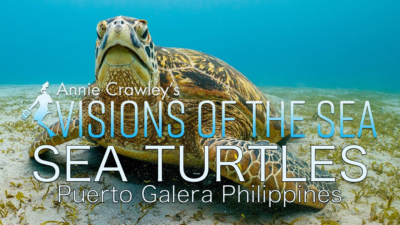 Sea Turtles Feeding on Seagrass Clown Fish Sea Anemone Puerto Galera ...