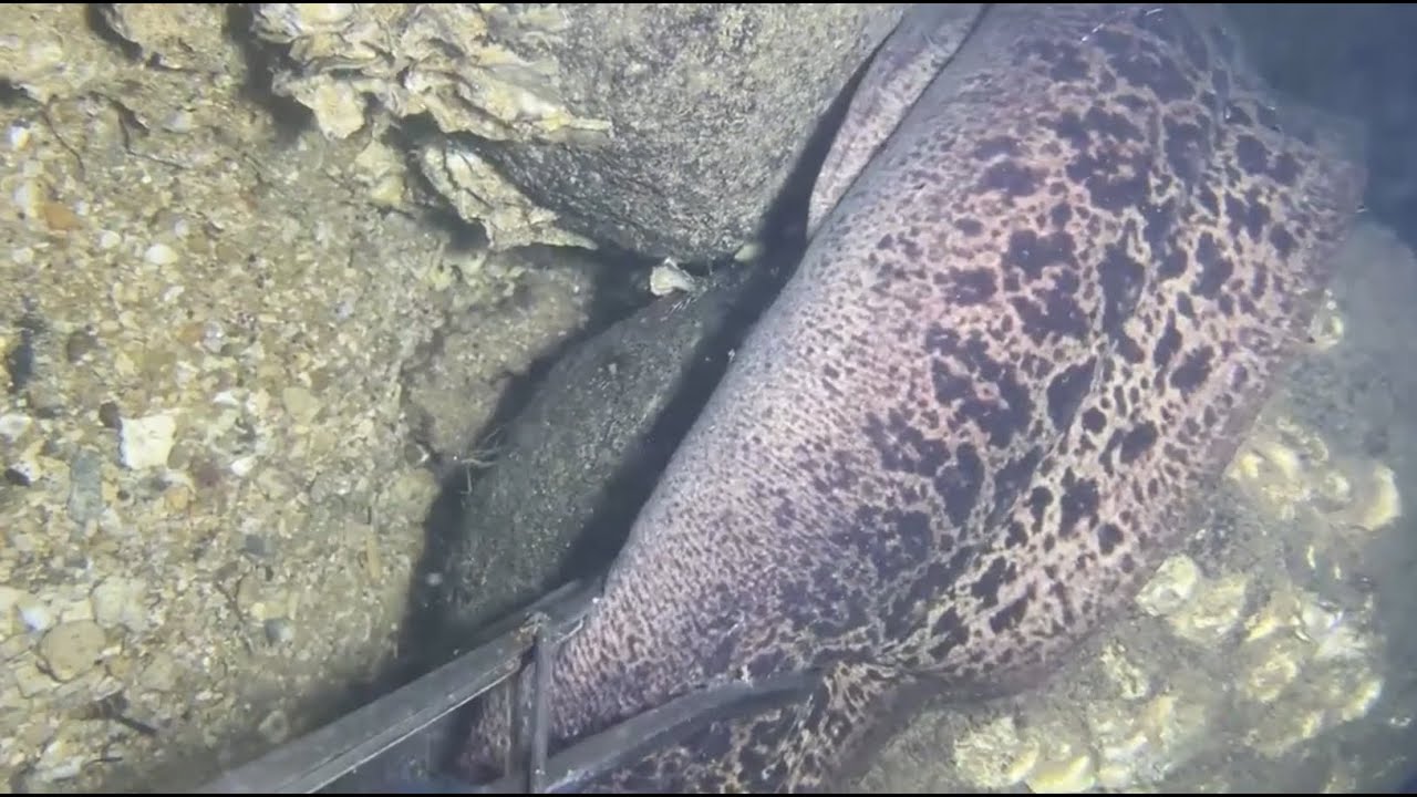 Full of Surprises! Collection of Unexpected Harvests from Seafloor ...