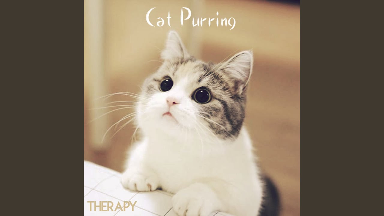 Cat Purring Loopable - YouTube