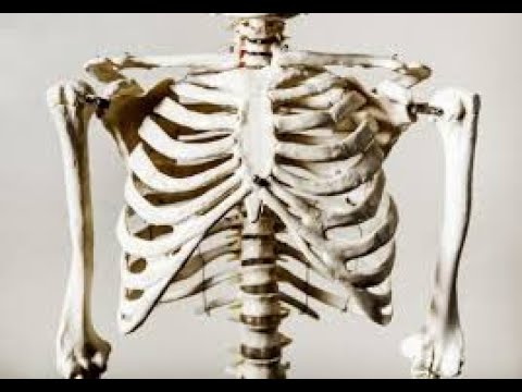 Adams Rib - A further look - YouTube