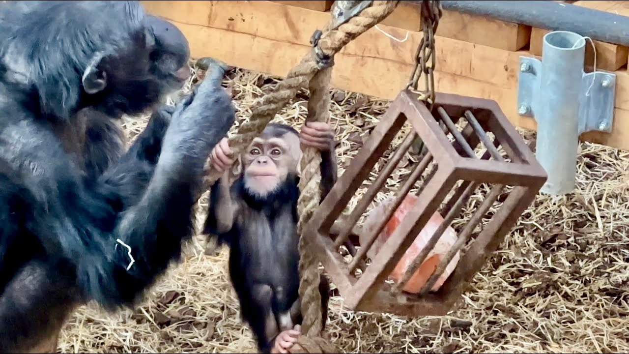 Baby Chimps with their tender and loving Mother - PART 2 - YouTube