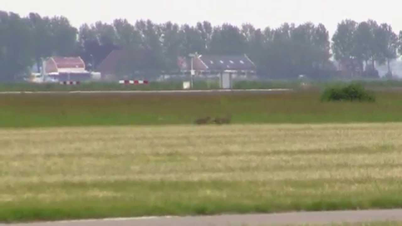 Runway-Rabbits playing at Amsterdam Airport - YouTube