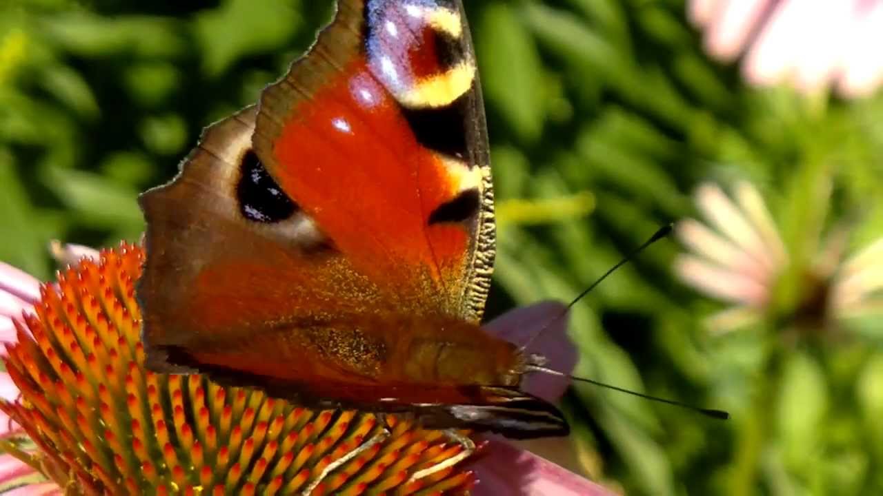 Nokia N8 - Butterflies - YouTube
