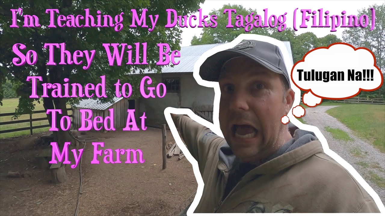 I'm Teaching my Ducks Tagalog (Filipino) - YouTube