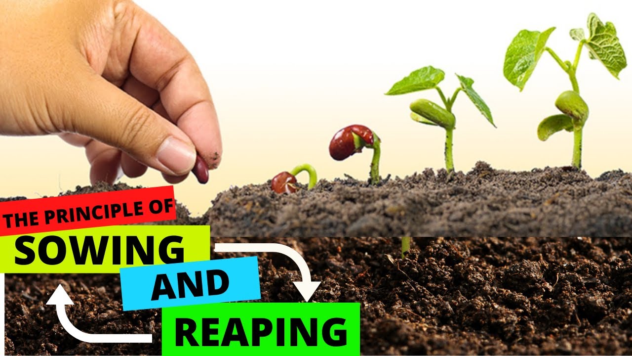 How The Law of Sowing and Reaping Can Transform Your Life - YouTube