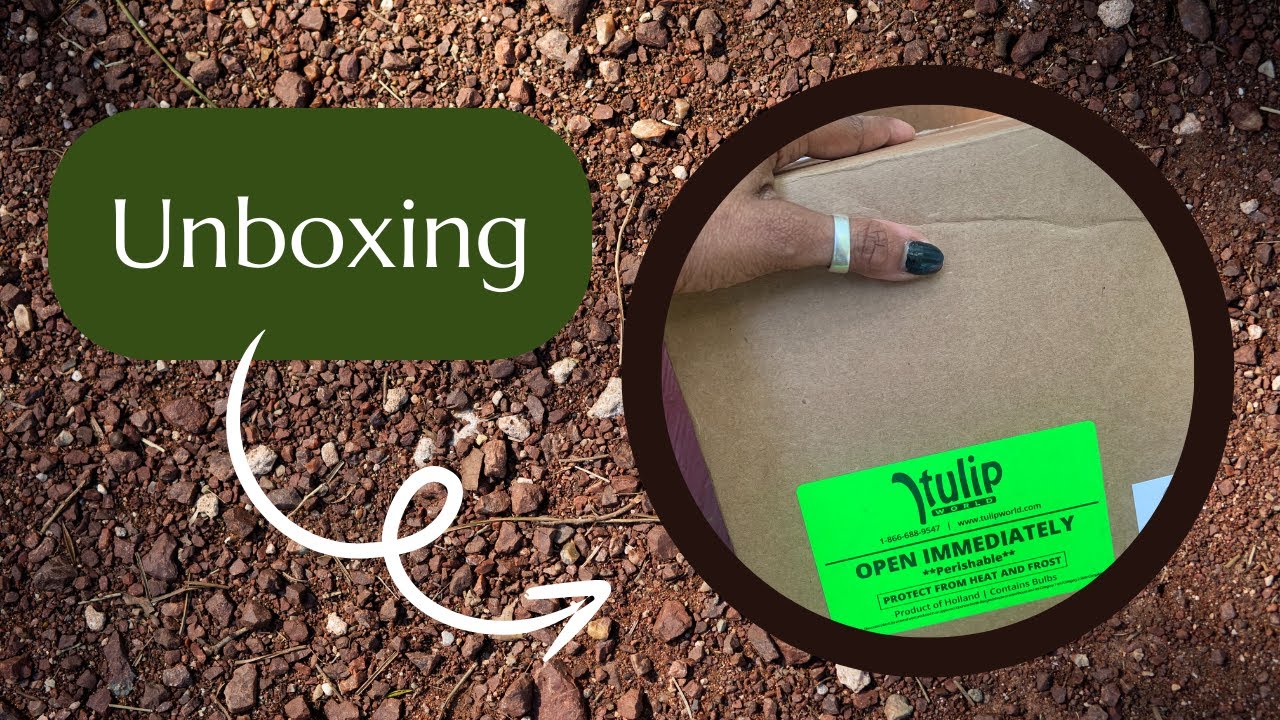 Unboxing Bulbs from Tulip World - YouTube