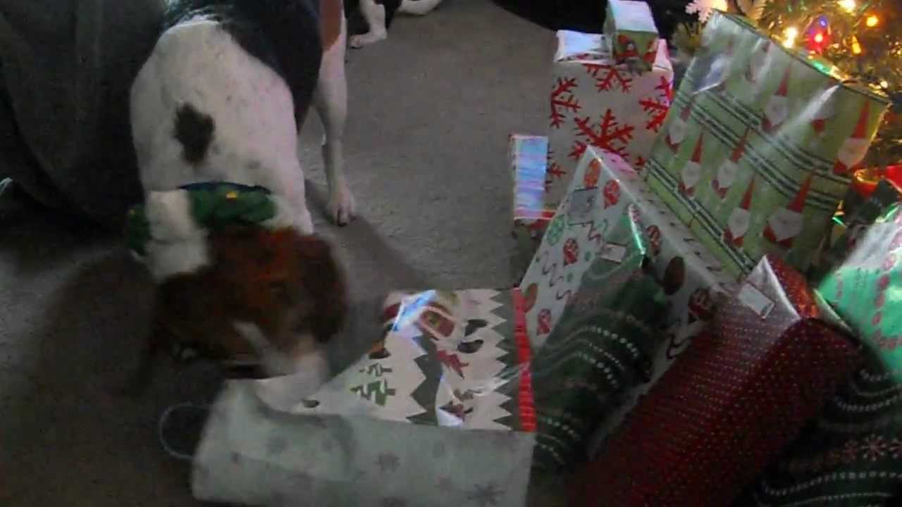 Beagle Dogs Open Christmas Presents - YouTube