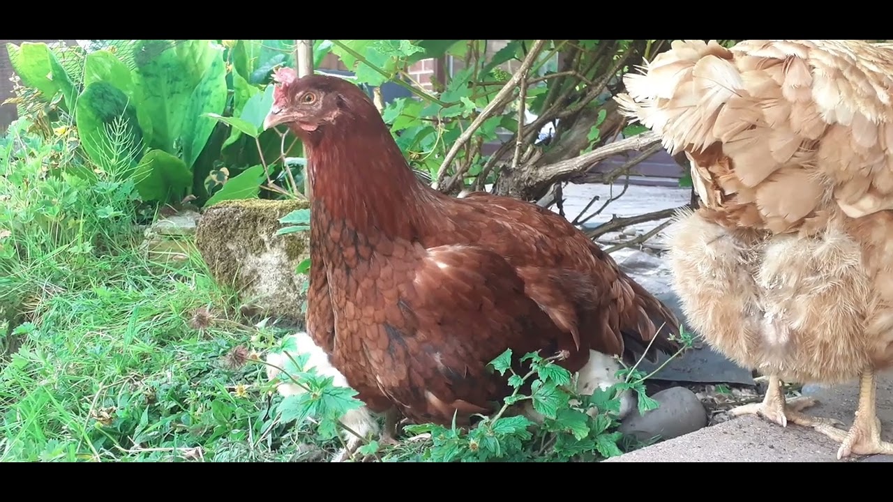 CHICKS Hide under Mama! - ADORABLE footage Bakedbeanbaby - YouTube