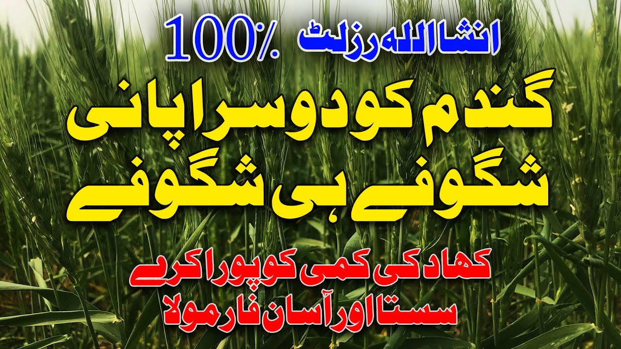 High yield fertilizer for wheat |2nd irrigation fertilizer plan for ...