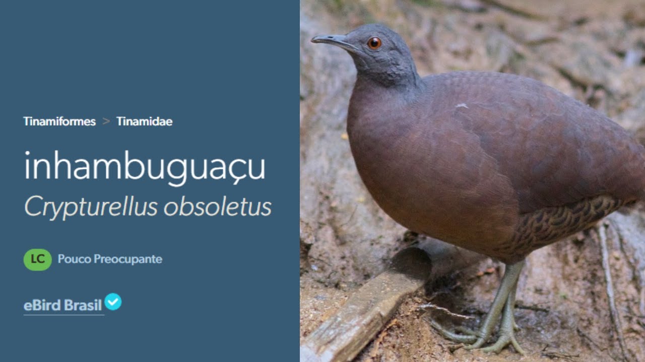 Canto do Inhambu Guaçu | Brown Tinamou Sing | (Crypturellus Obsoletus ...