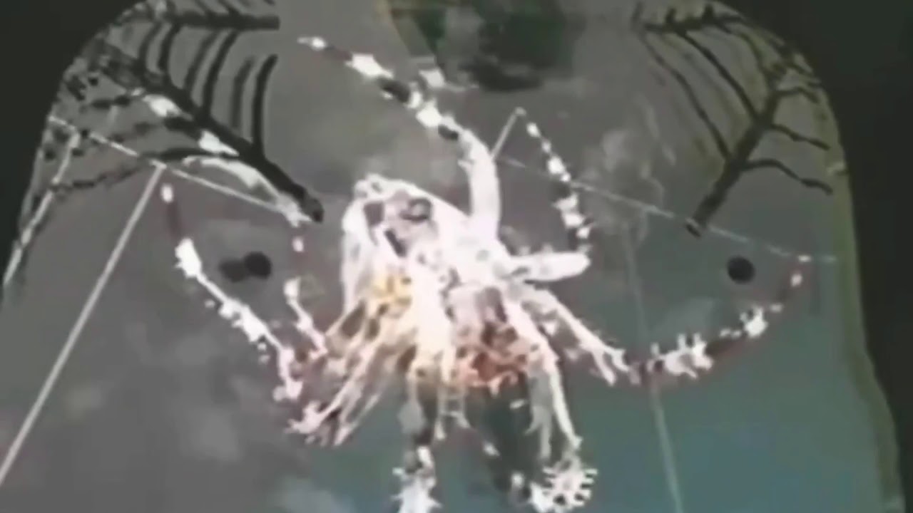 Spider Worldwide © Teaser - YouTube