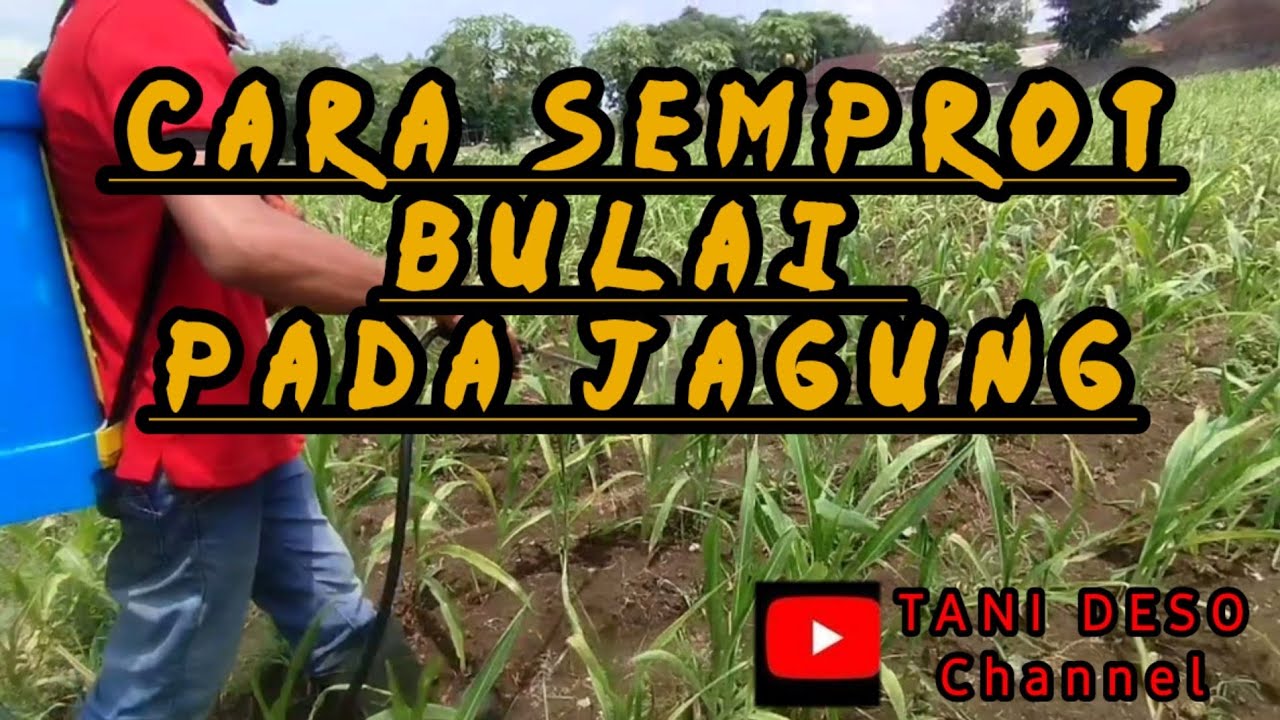 cara semprot bulai - YouTube