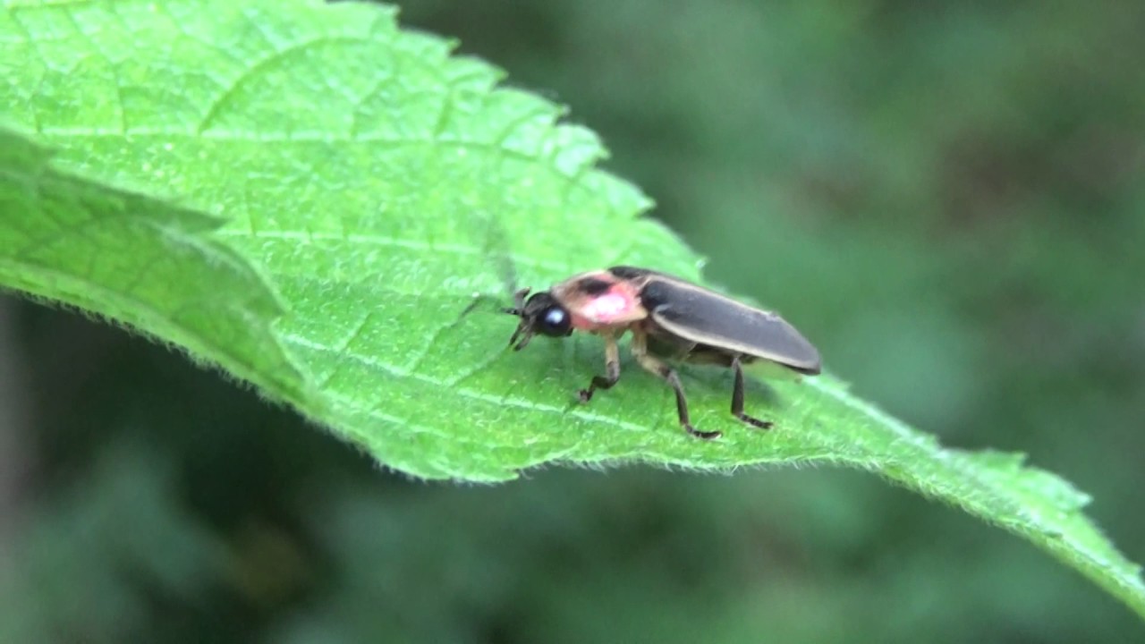 Firefly Takeoff - YouTube