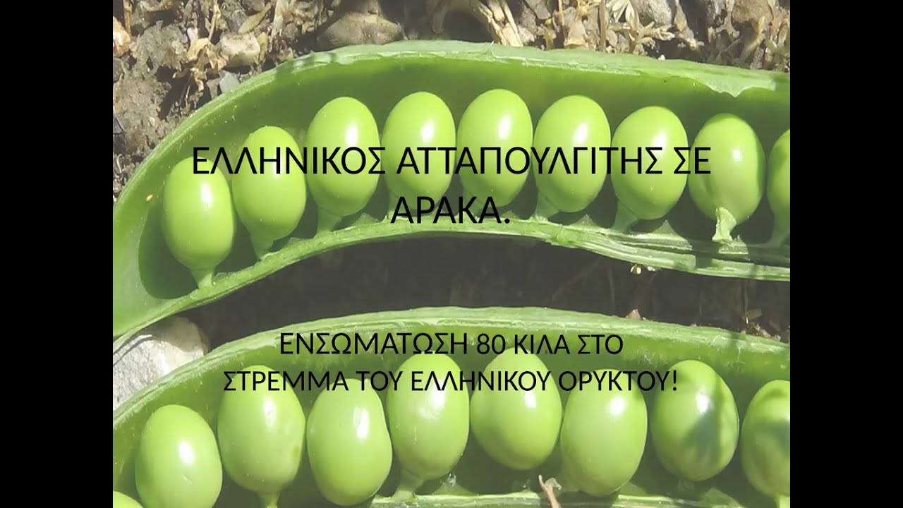 ΕΛΛΗΝΙΚΟΣ ΑΤΤΑΠΟΥΛΓΙΤΗΣ ΚΑΙ ΑΡΑΚΑΣ.ΟΛΑ ΤΑ ΣΤΑΔΙΑ ΜΕΧΡΙ ΤΗΝ ΠΕΤΥΧΗΜΕΝΗ ...