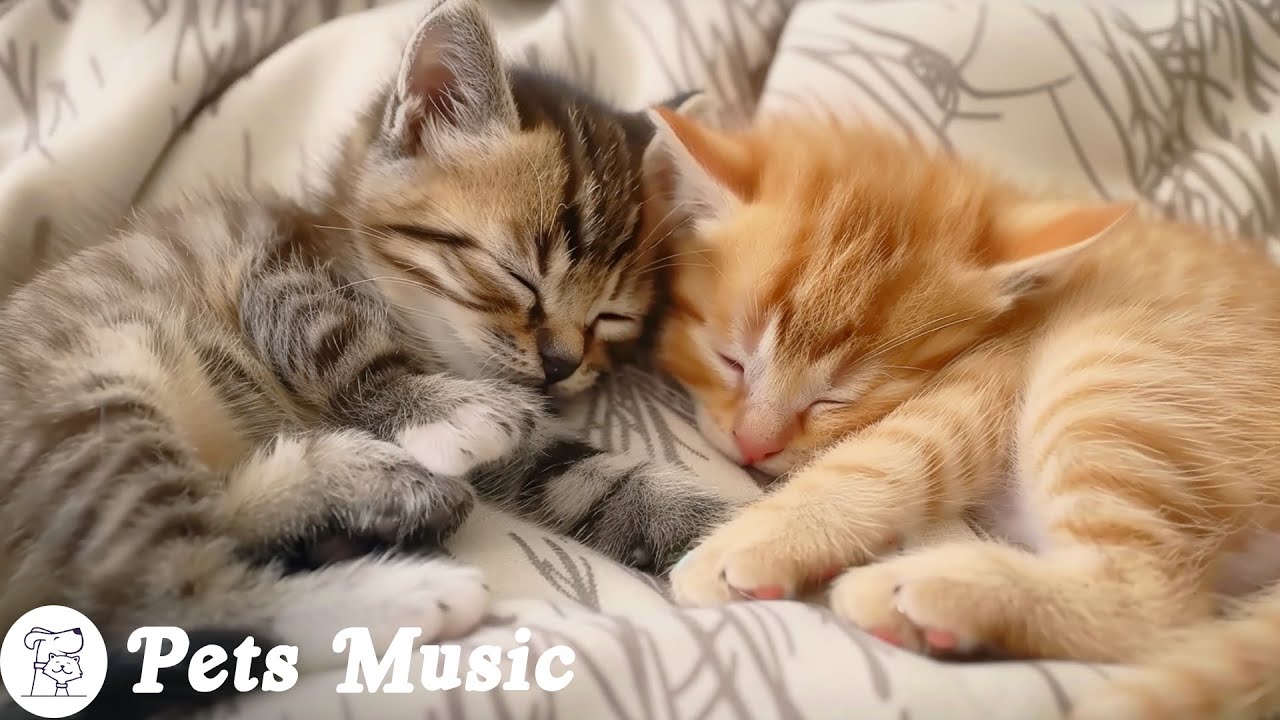 Calming piano music for cats ♬ Instantly Soothe Your Anxious Cat with ...