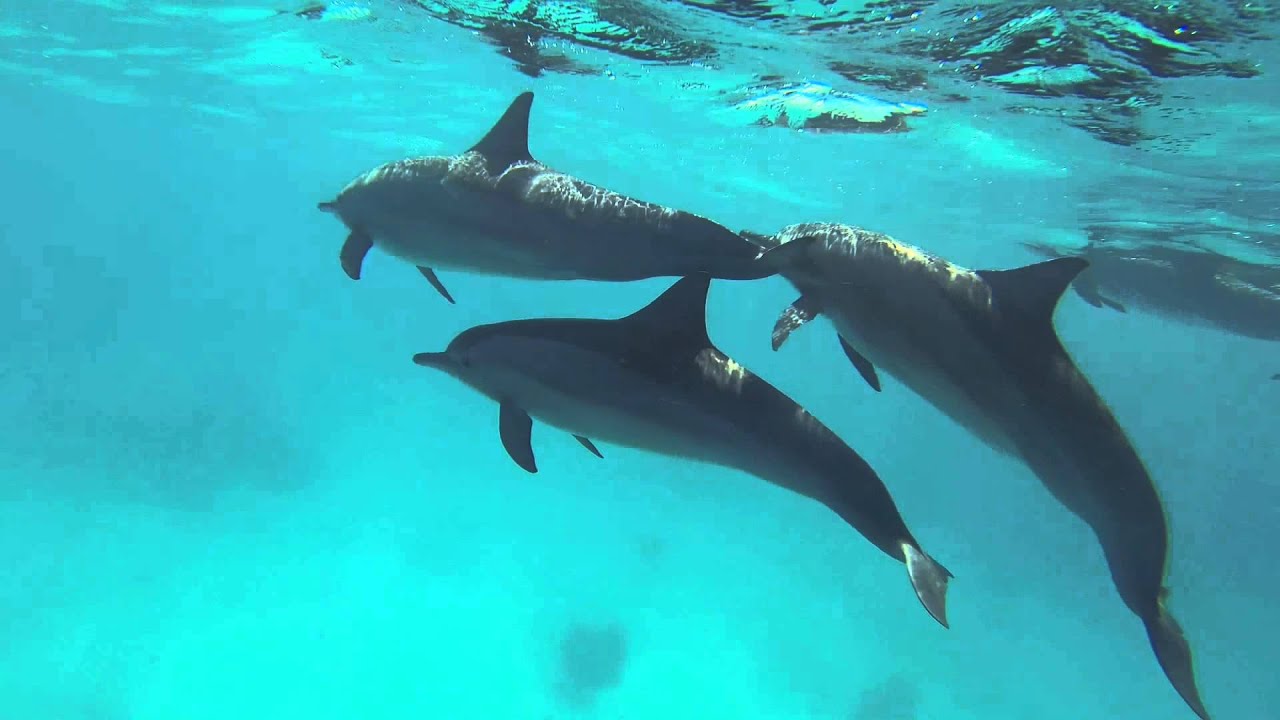 Dolphins at Sataya Reef Video | Visit Snorkeling with Wild Dolphins ...