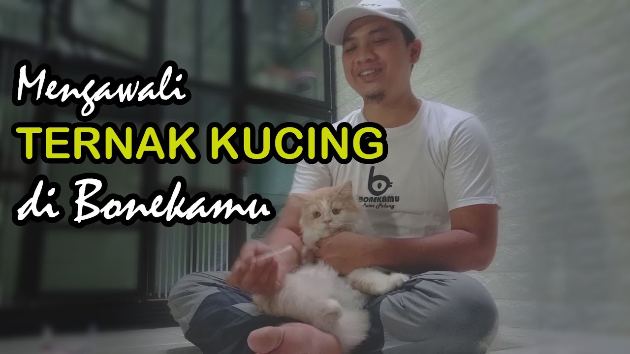 Bismillah mengawali jadi peternak kucing di kandang Bonekamu - YouTube