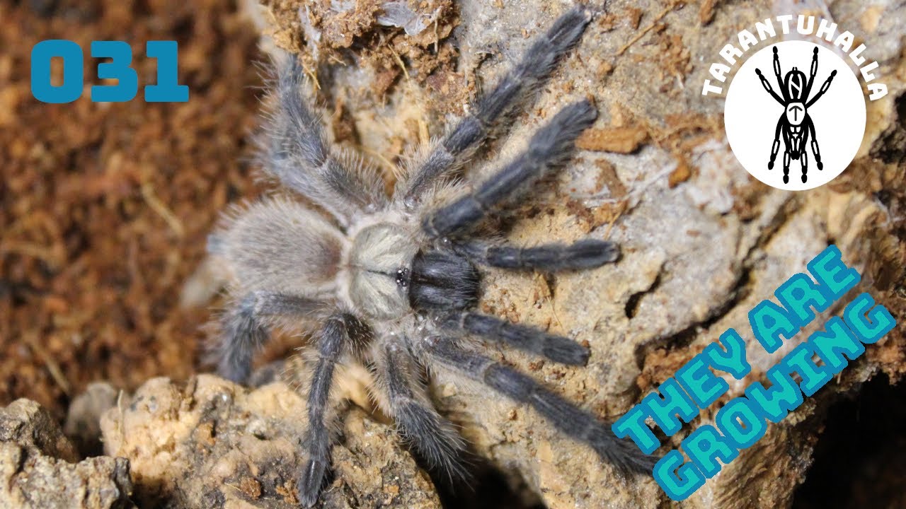 031 - They grow up so fast - The Monocentropus balfouri communal - YouTube
